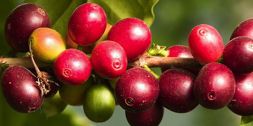 Decaf Colombia - Huila, Sugarcane Processed EA – Buddy Brew Coffee